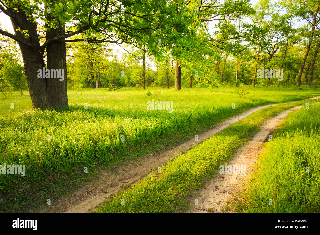 Beautiful green forest in summer. Old oak tree and road, path, way ...