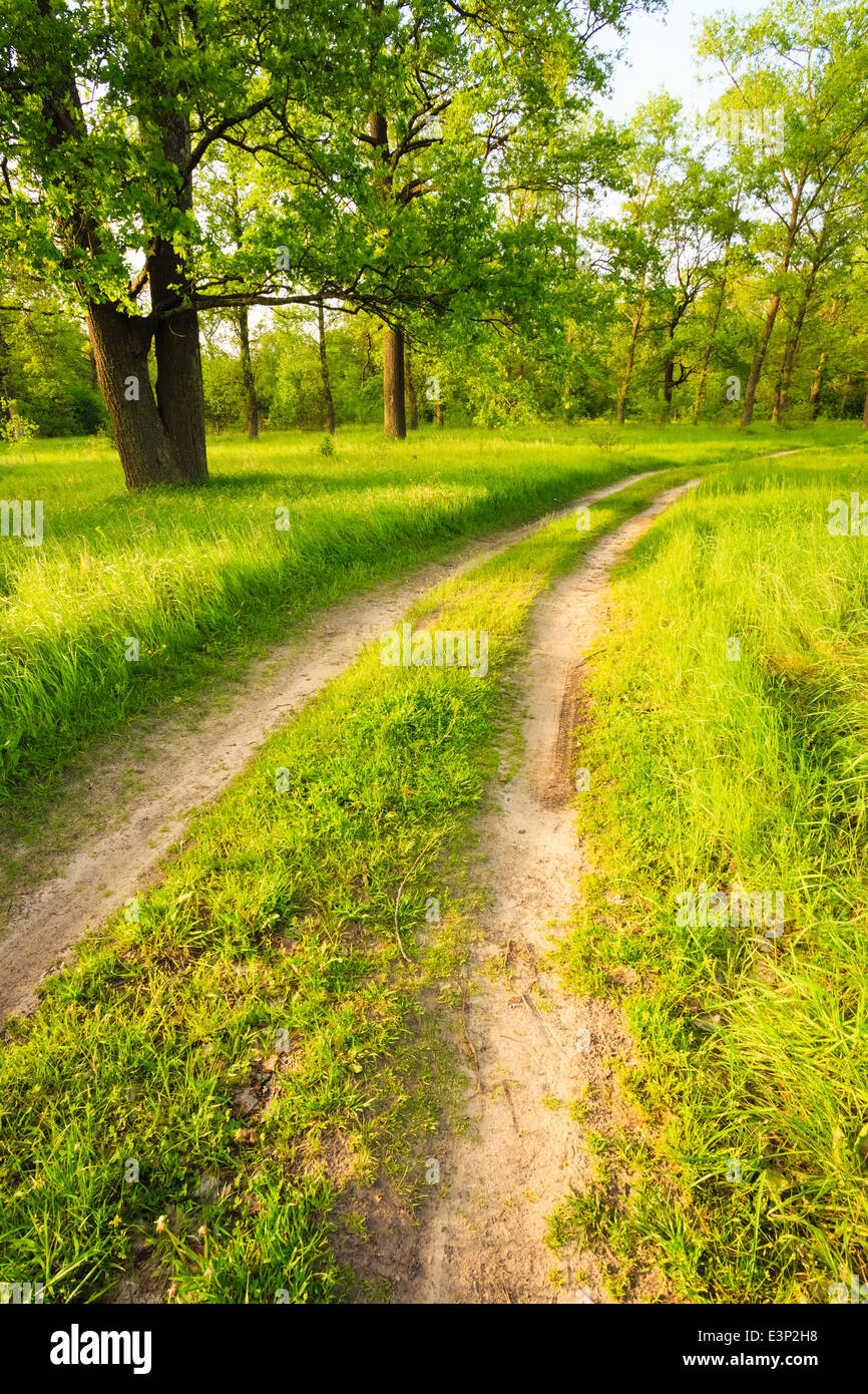 Beautiful green forest in summer. Old oak tree and road, path, way ...