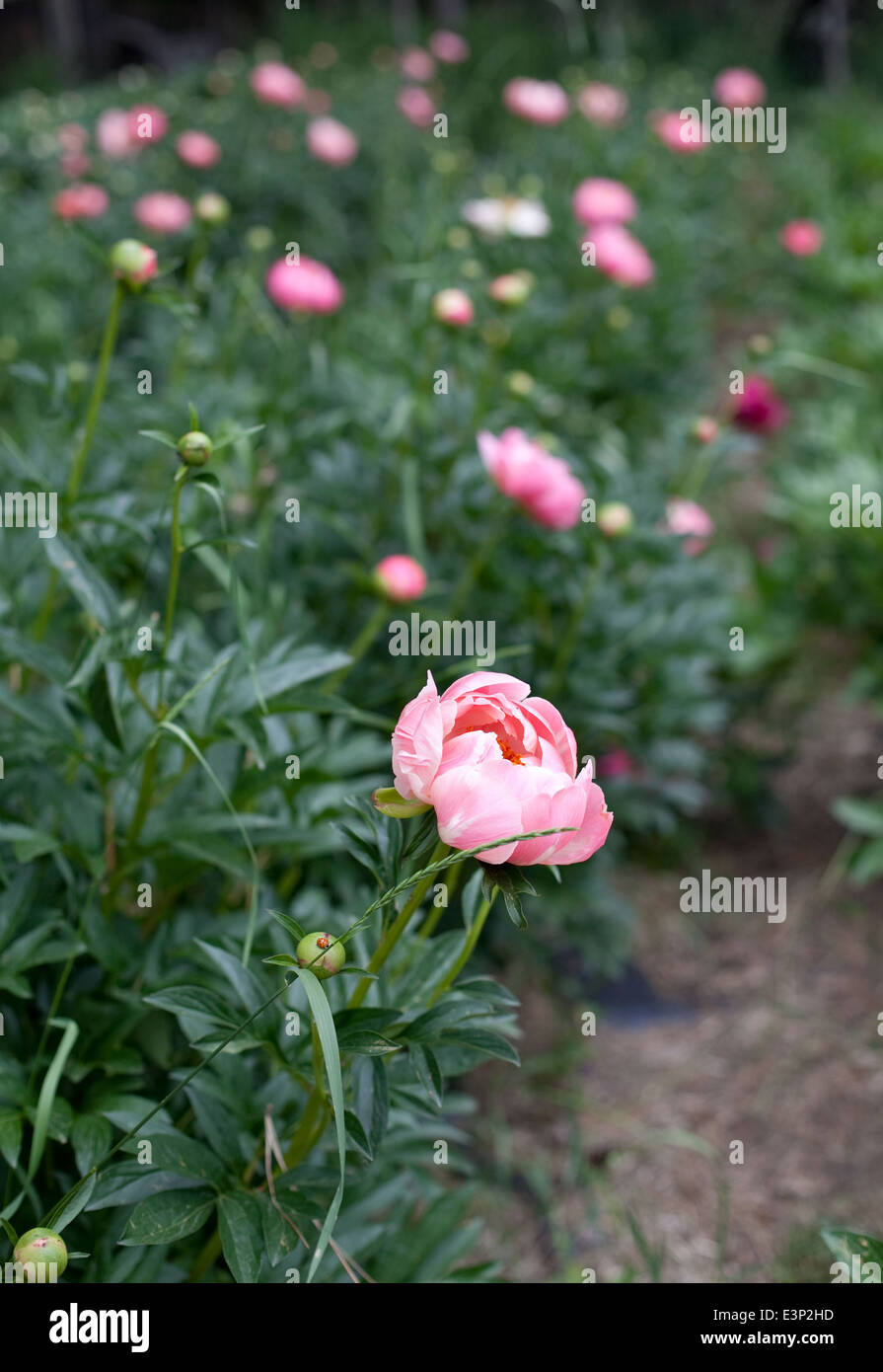 Pink garden peonies hi-res stock photography and images - Alamy