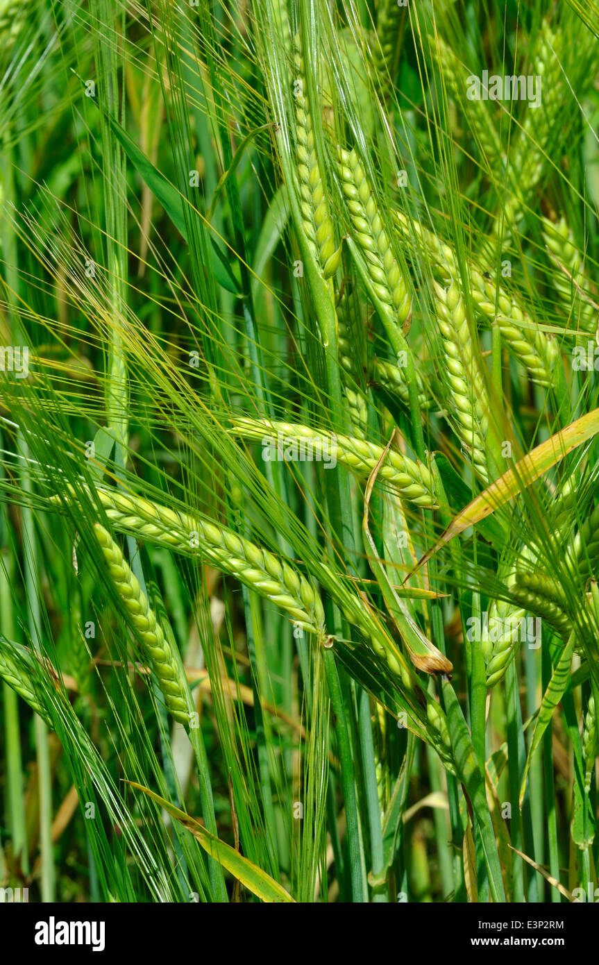 barley crop corn Stock Photo - Alamy