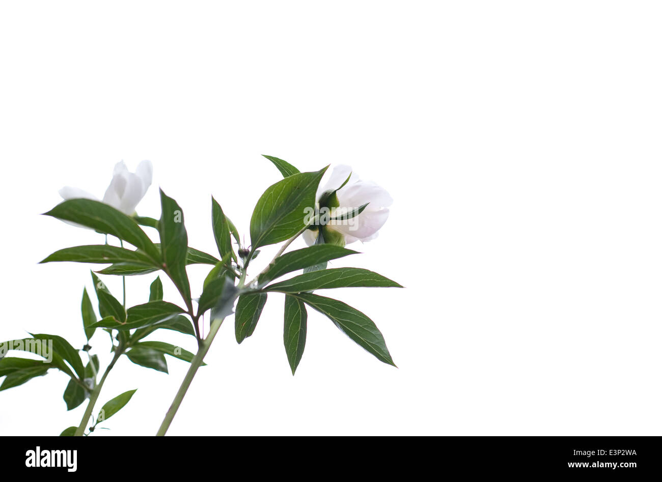 White peony flower close Cut Out Stock Images & Pictures - Alamy