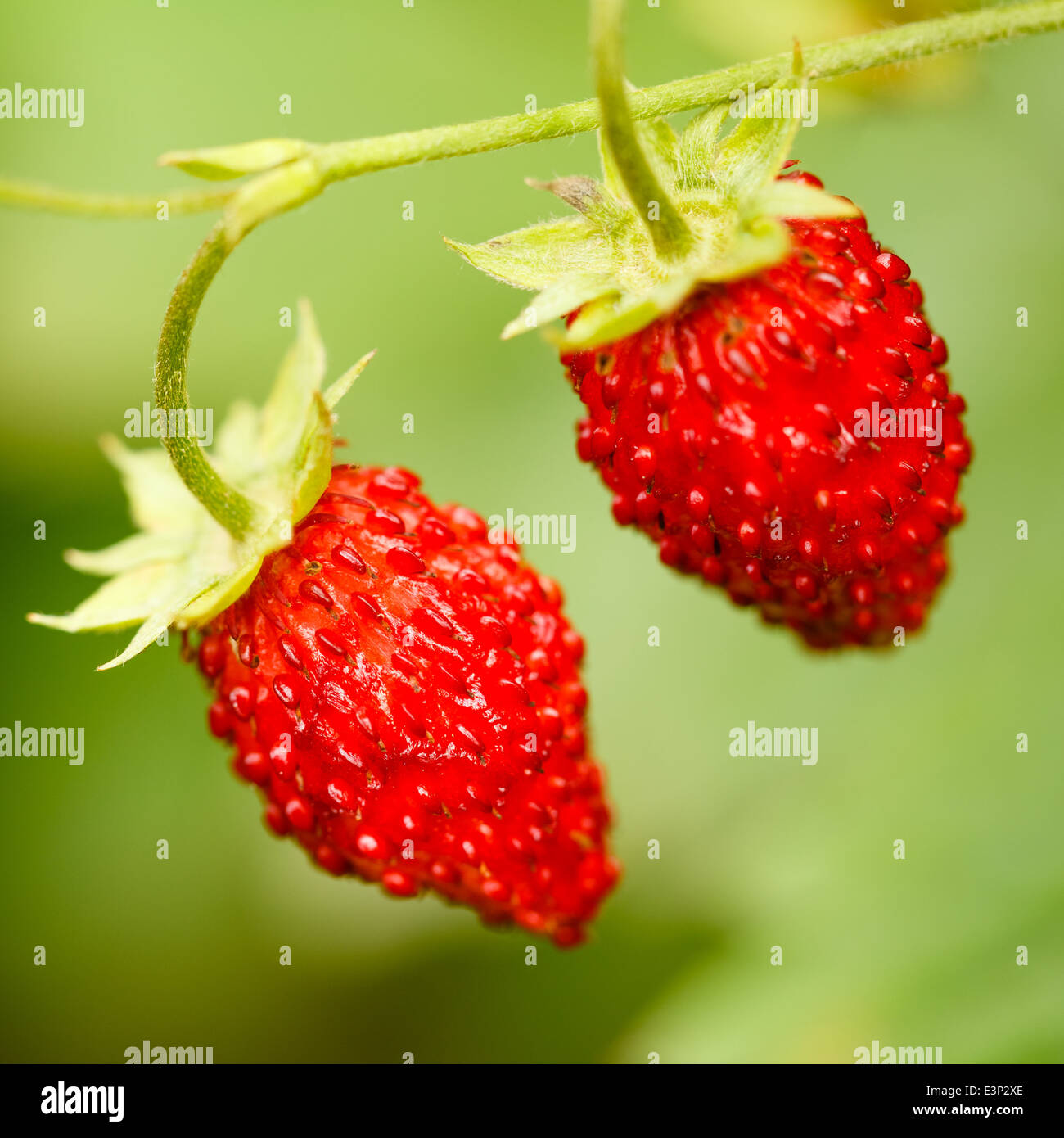 Strawberries small garden hi-res stock photography and images - Alamy