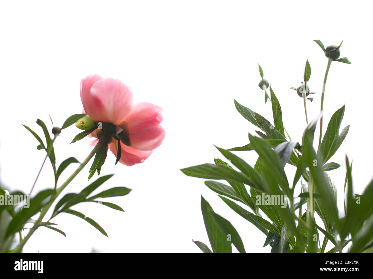 Peony from below hi-res stock photography and images - Alamy