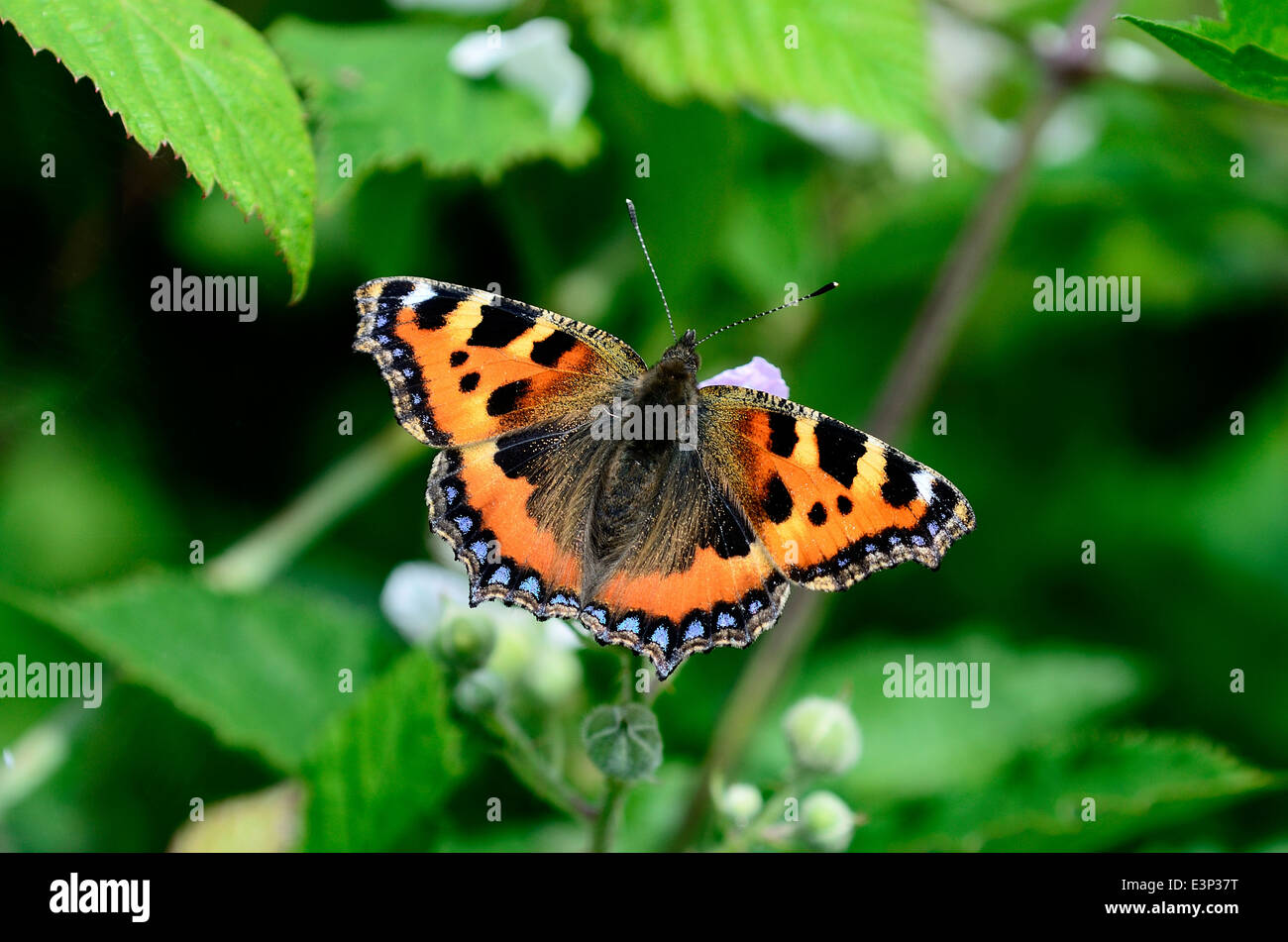 small tortoiseshell butterfly Stock Photo - Alamy