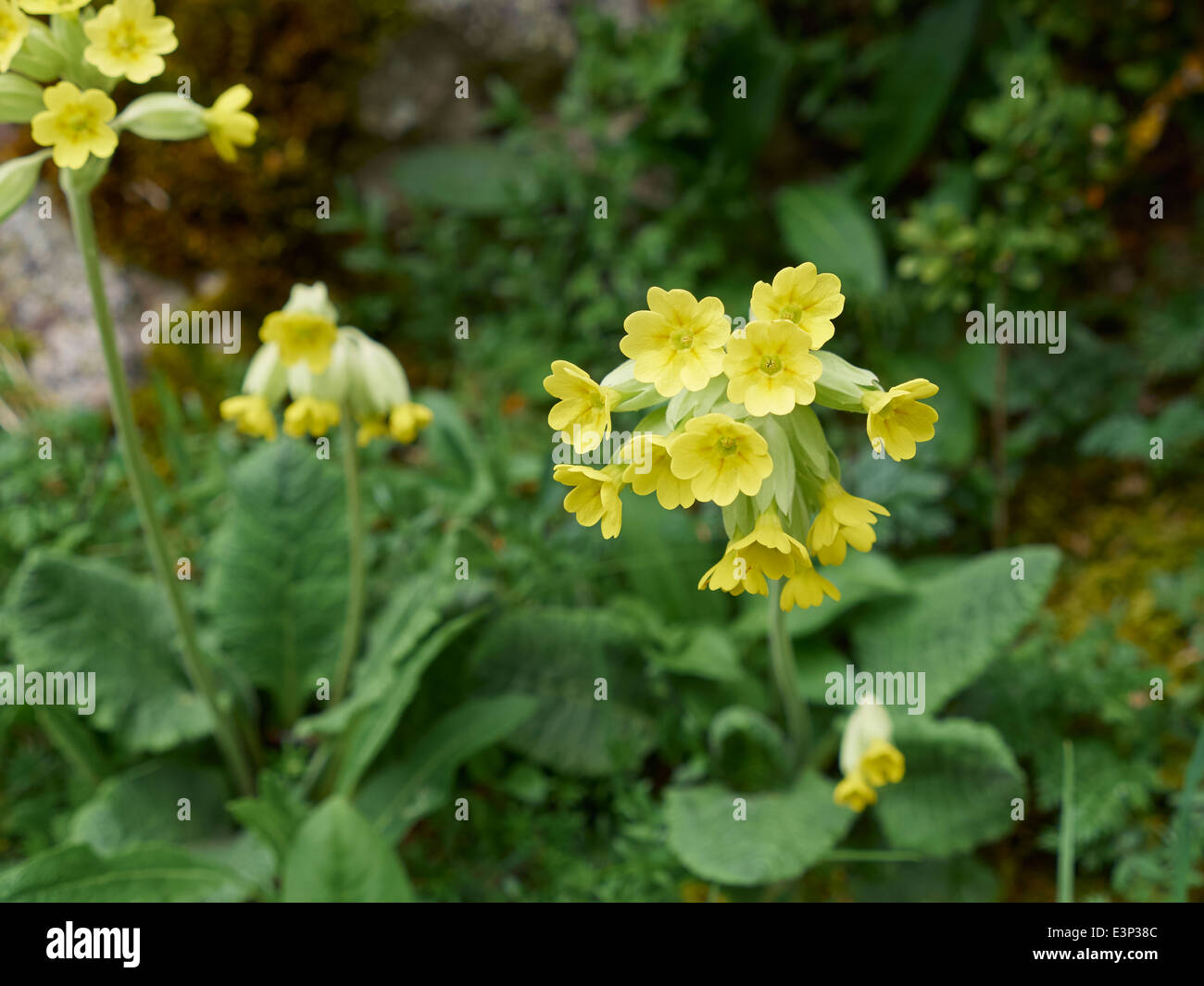 Cowslips, Primula veris Stock Photo - Alamy