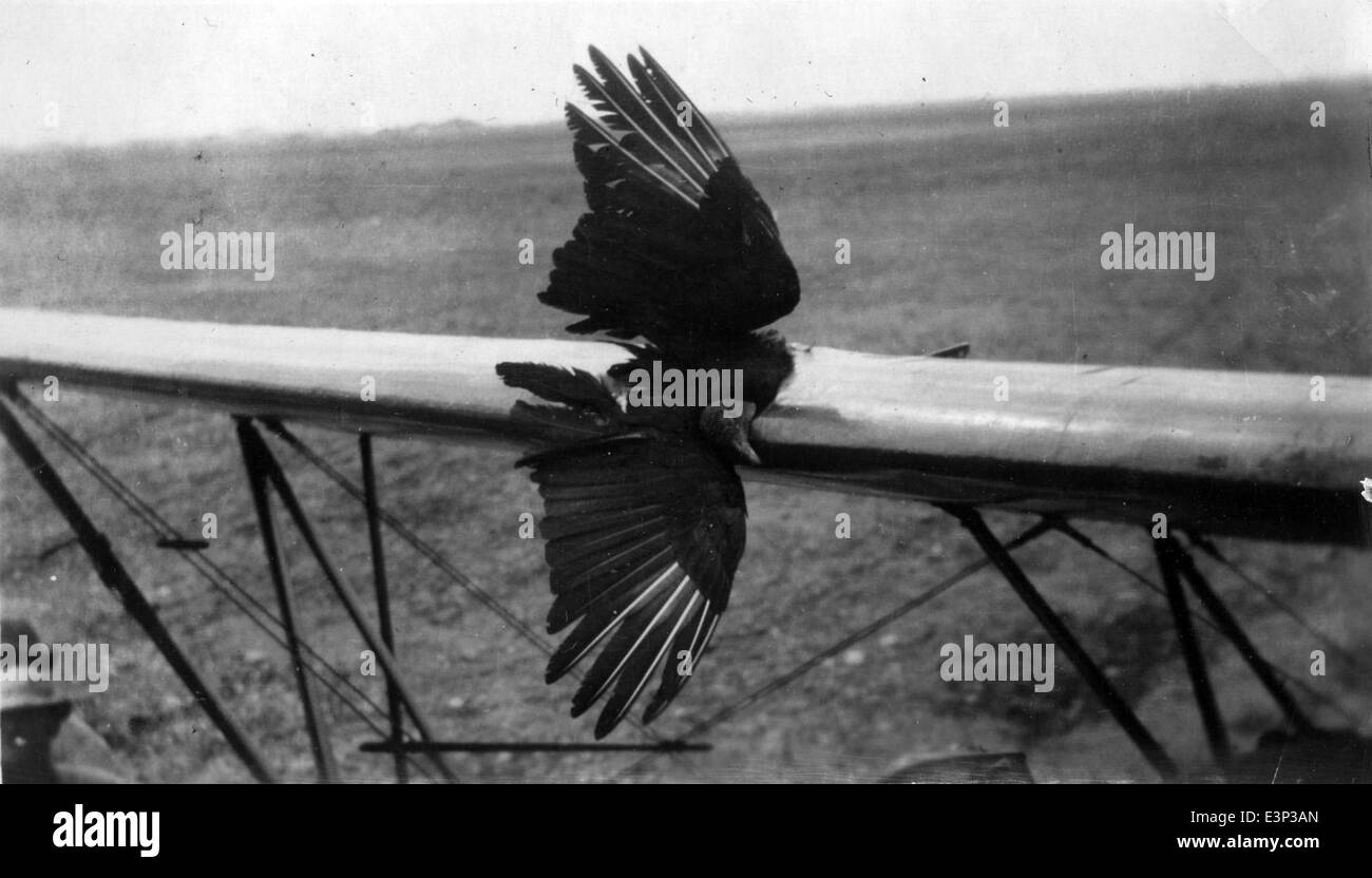 The image depicts a bird strike incident involving the aircraft with ...