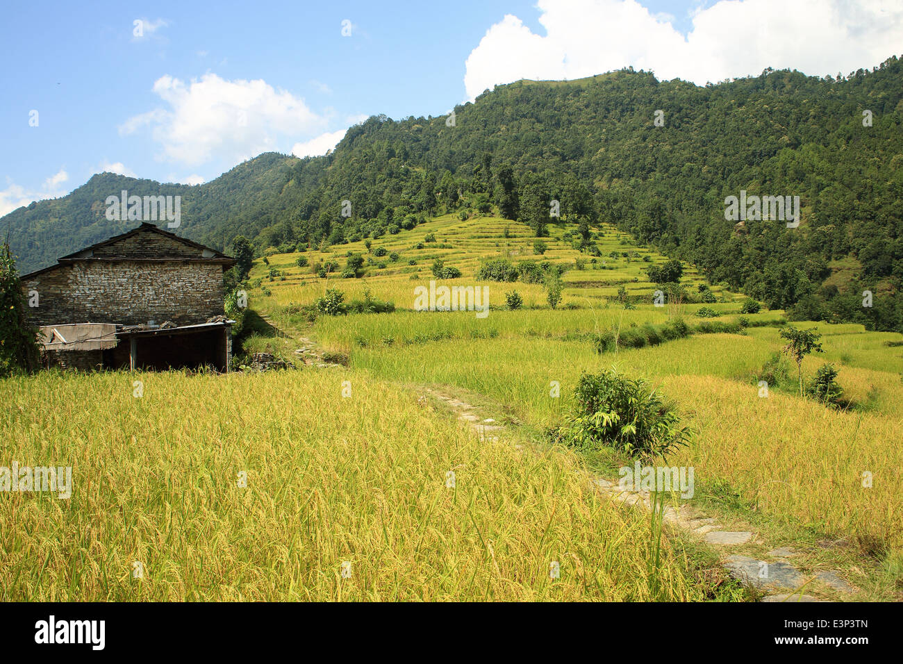 Landscape on the Phedi-Dhampus trekking route. Kaski district-Nepal ...