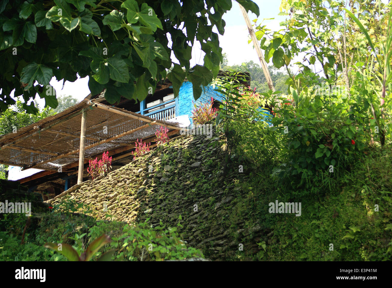 Homestead on the Phedi-Dhampus trekking route. Kaski district-Nepal ...