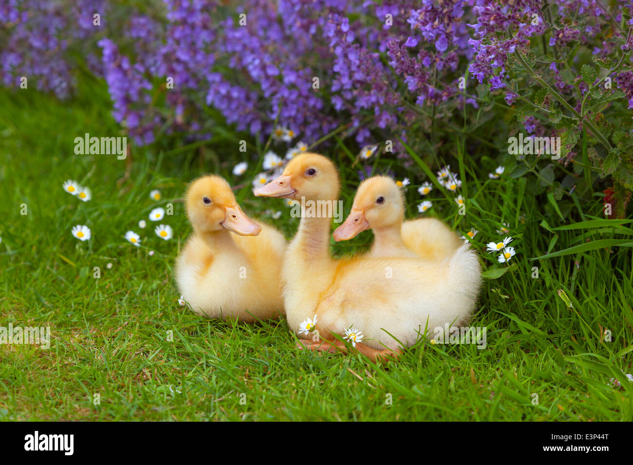 A brood of Muscovy ducklings at one week old in garden setting Stock ...