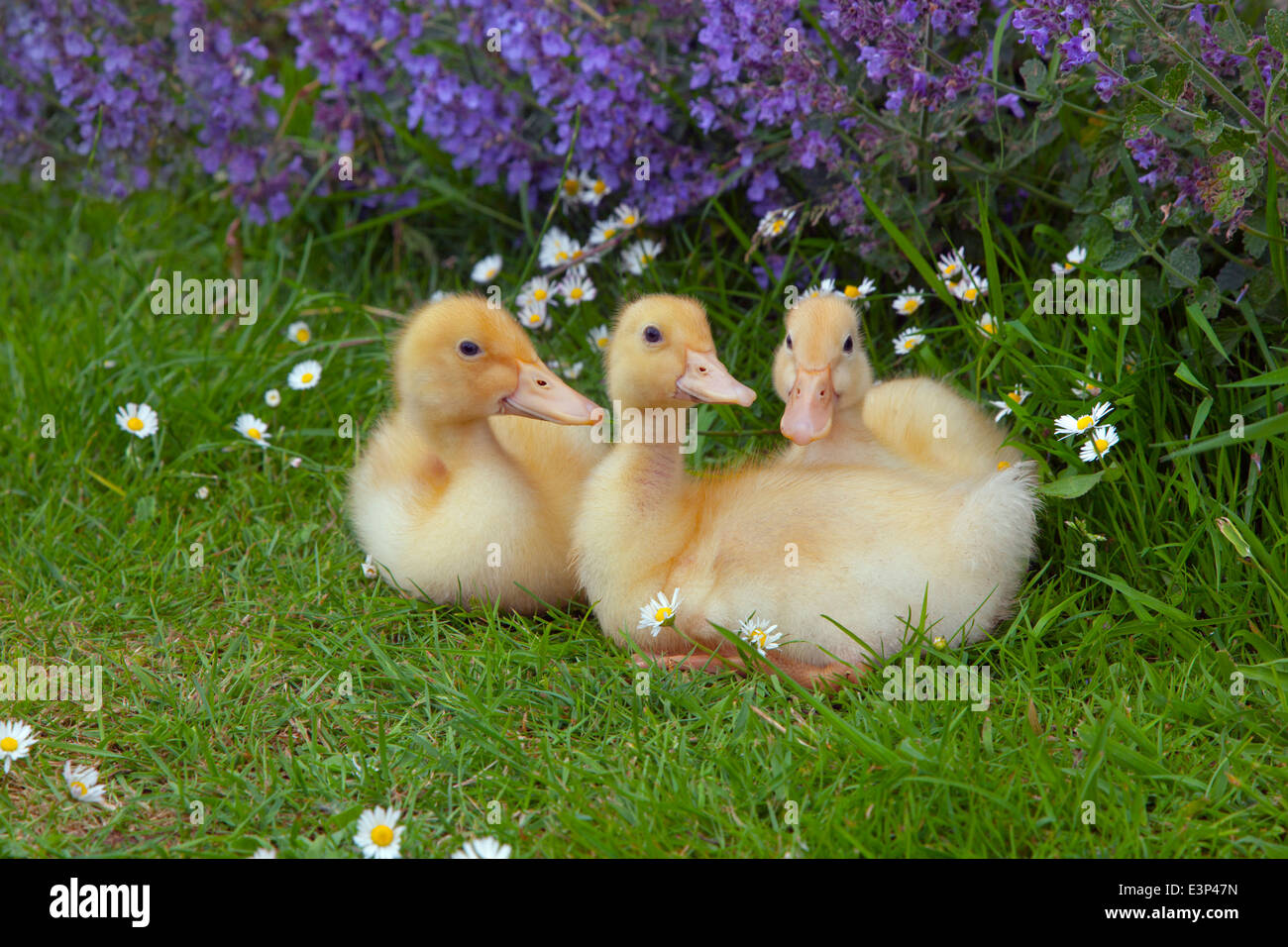 A brood of Muscovy ducklings at one week old in garden setting Stock ...