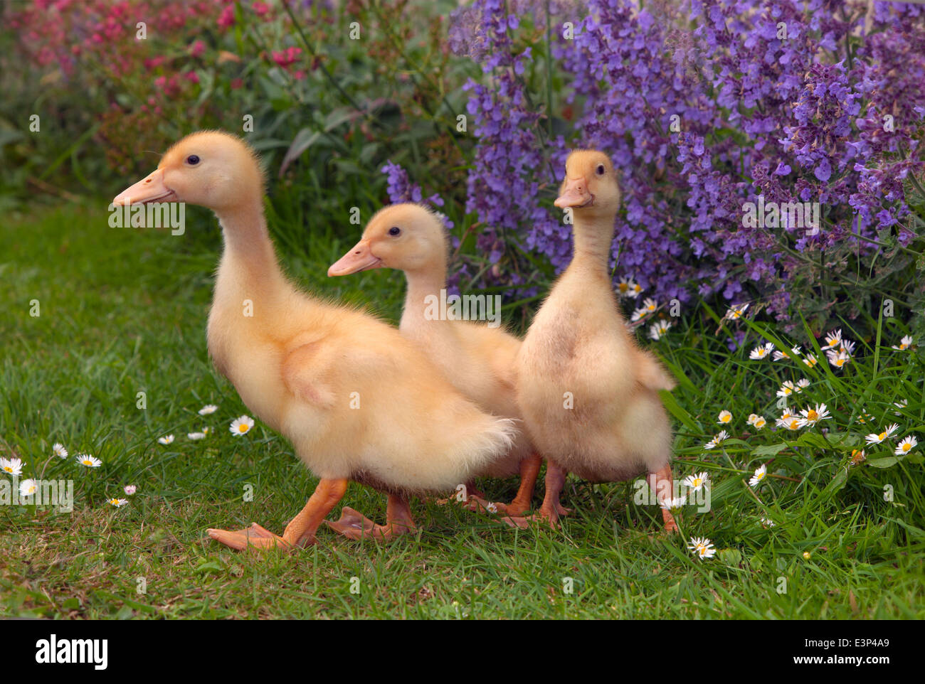 Brood ducklings week old hi-res stock photography and images - Alamy