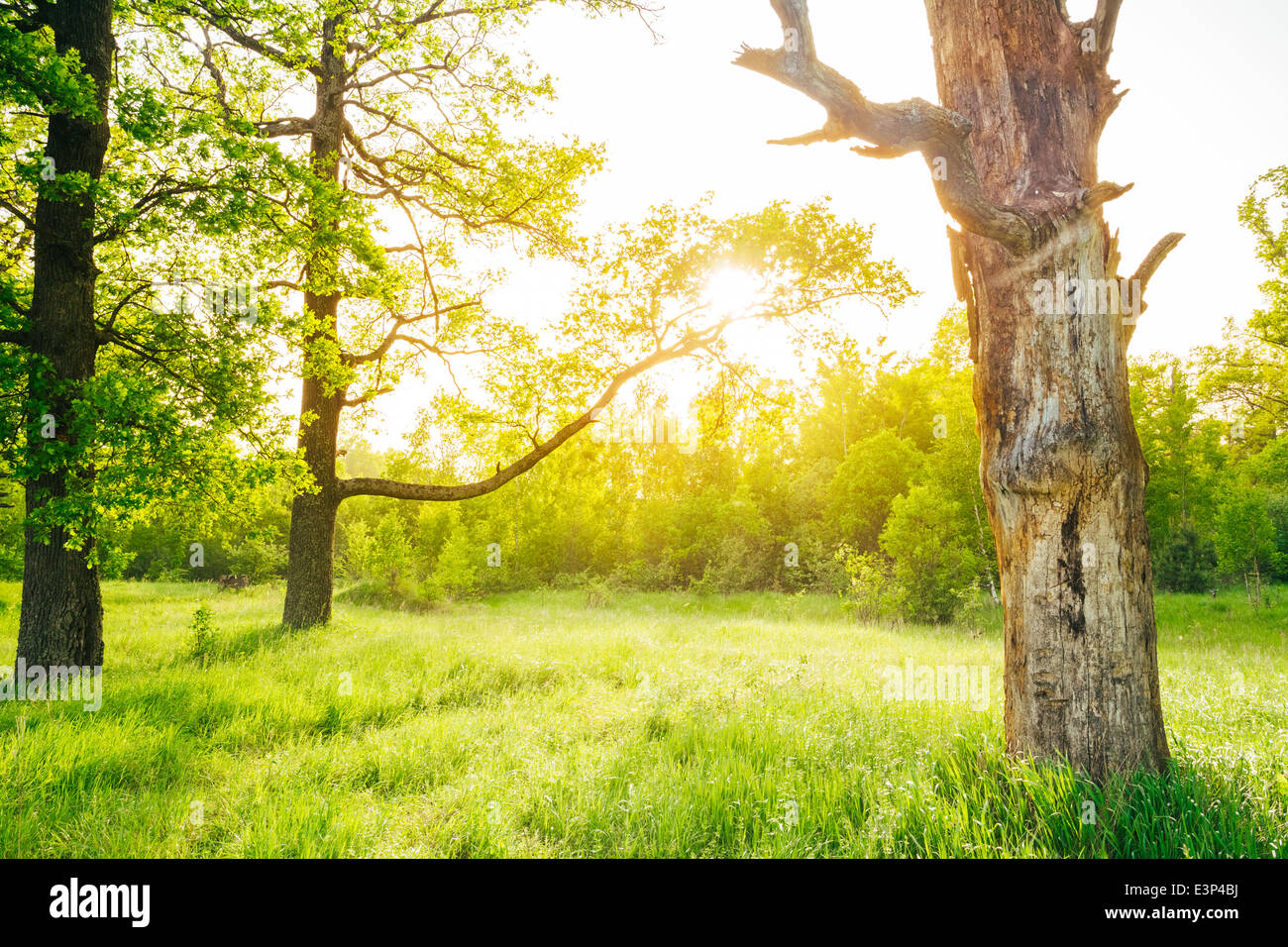 Summer sunny forest old oak trees. Nature green wood sunlight ...