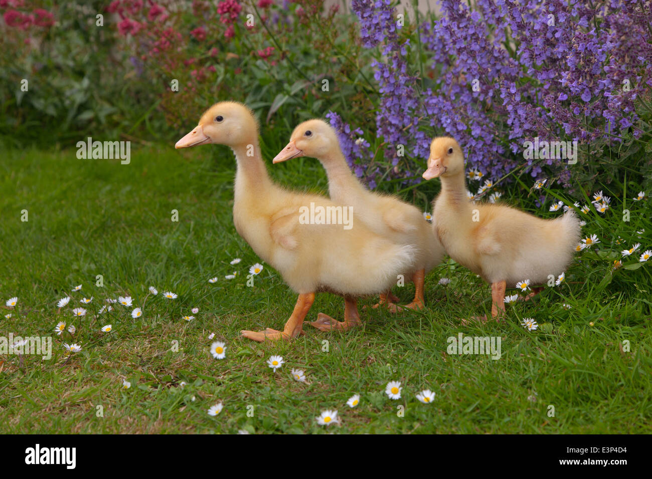 Ducklings brood hi-res stock photography and images - Alamy