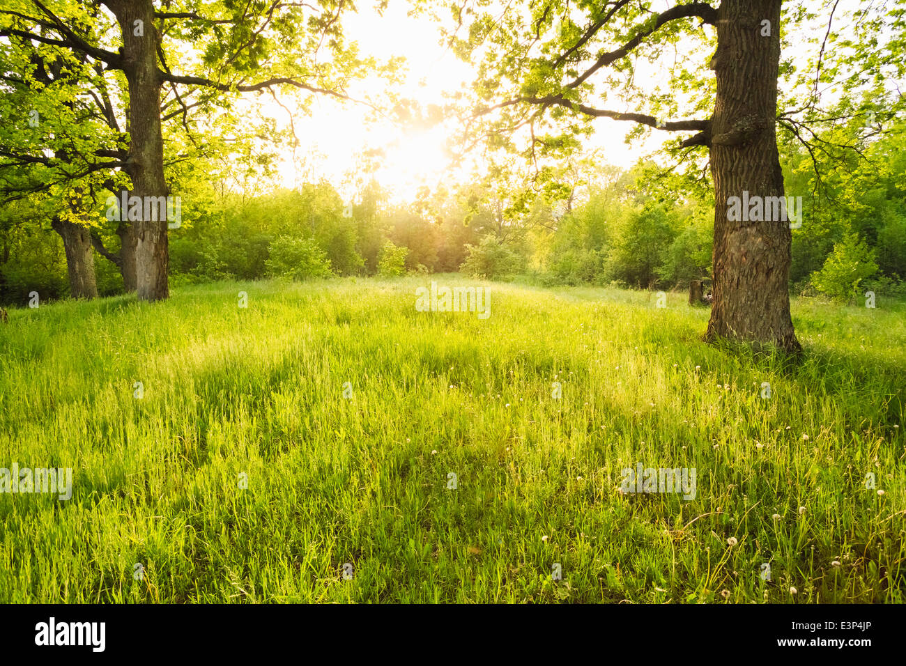 Summer sunny forest old oak trees. Nature green wood sunlight ...