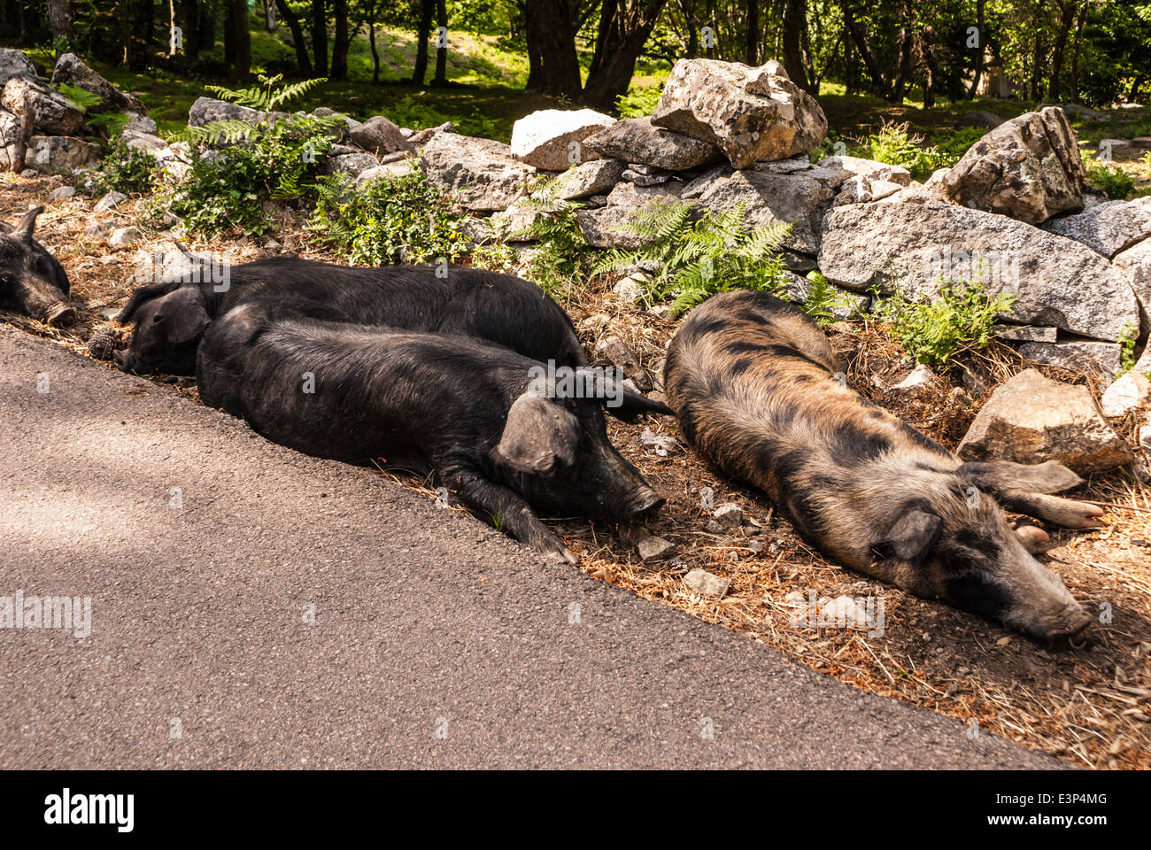 Wild boars in forest ,Corsica in the france,europa Stock Photo - Alamy