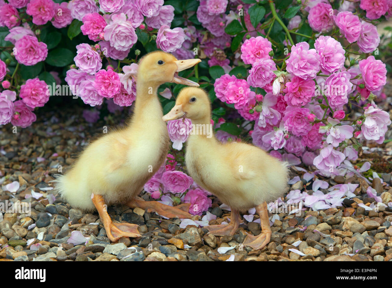 Two ducklings and flowers hi-res stock photography and images - Alamy