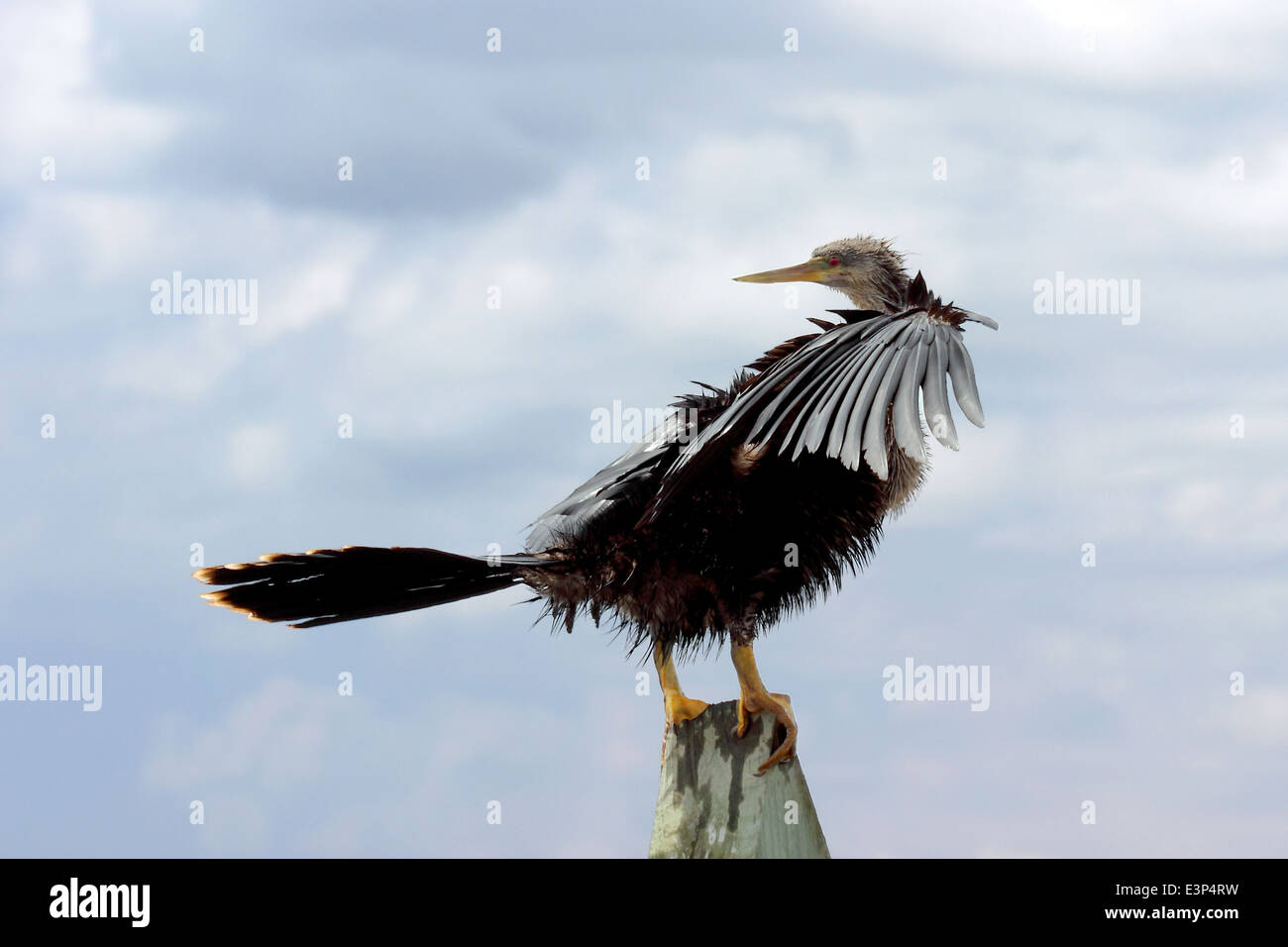 An wet Anhinga returns from the hunt to dry its wings against a blue ...