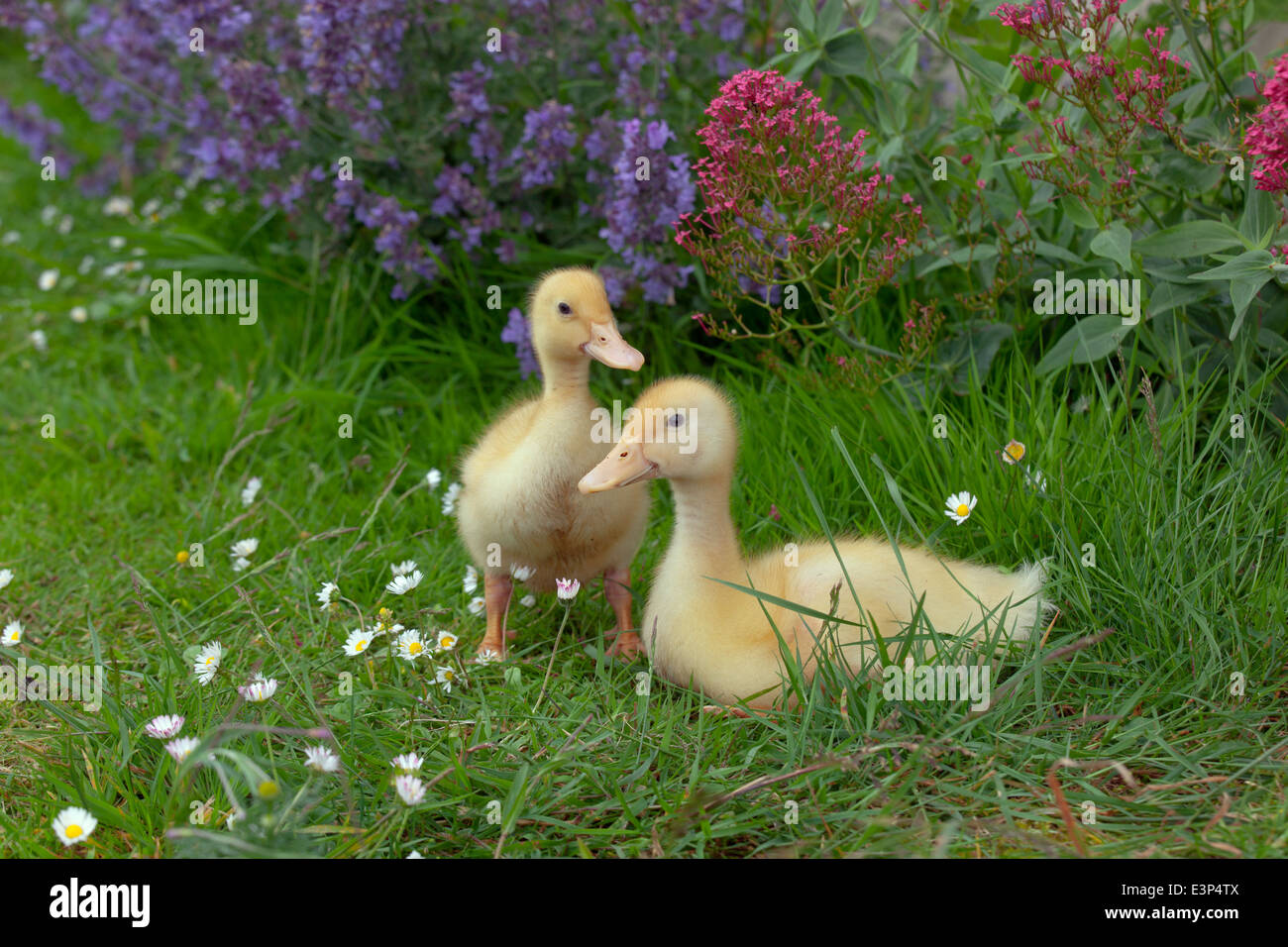 A brood of Ducklings at a week old Stock Photo - Alamy