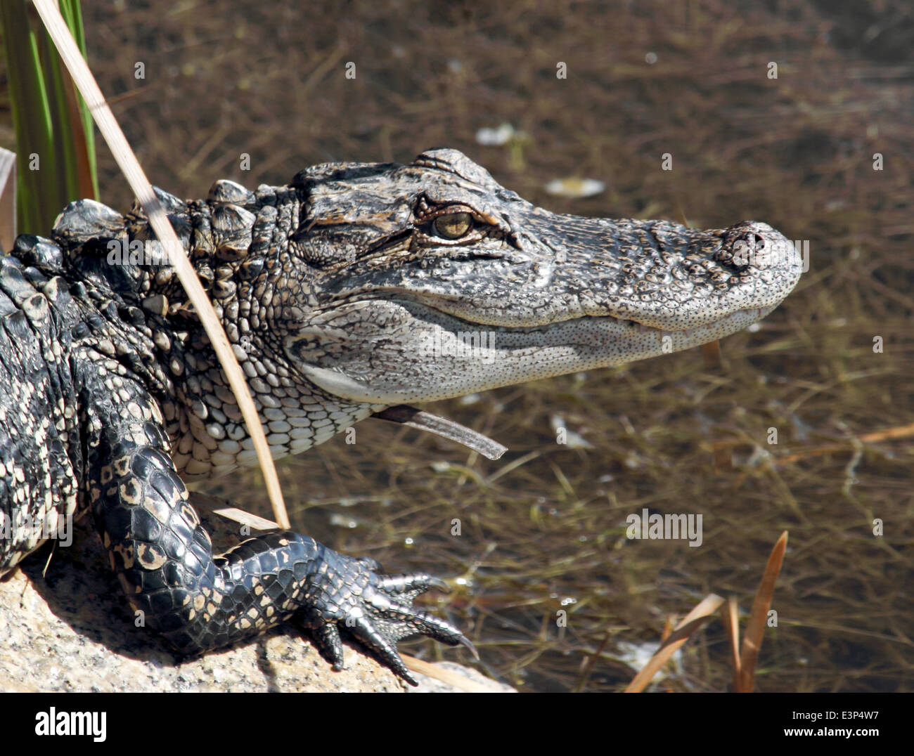 Juvenile alligator hi-res stock photography and images - Alamy