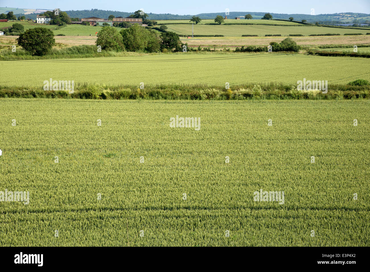 Crops on farmland in Devon England UK English countryside landscape ...