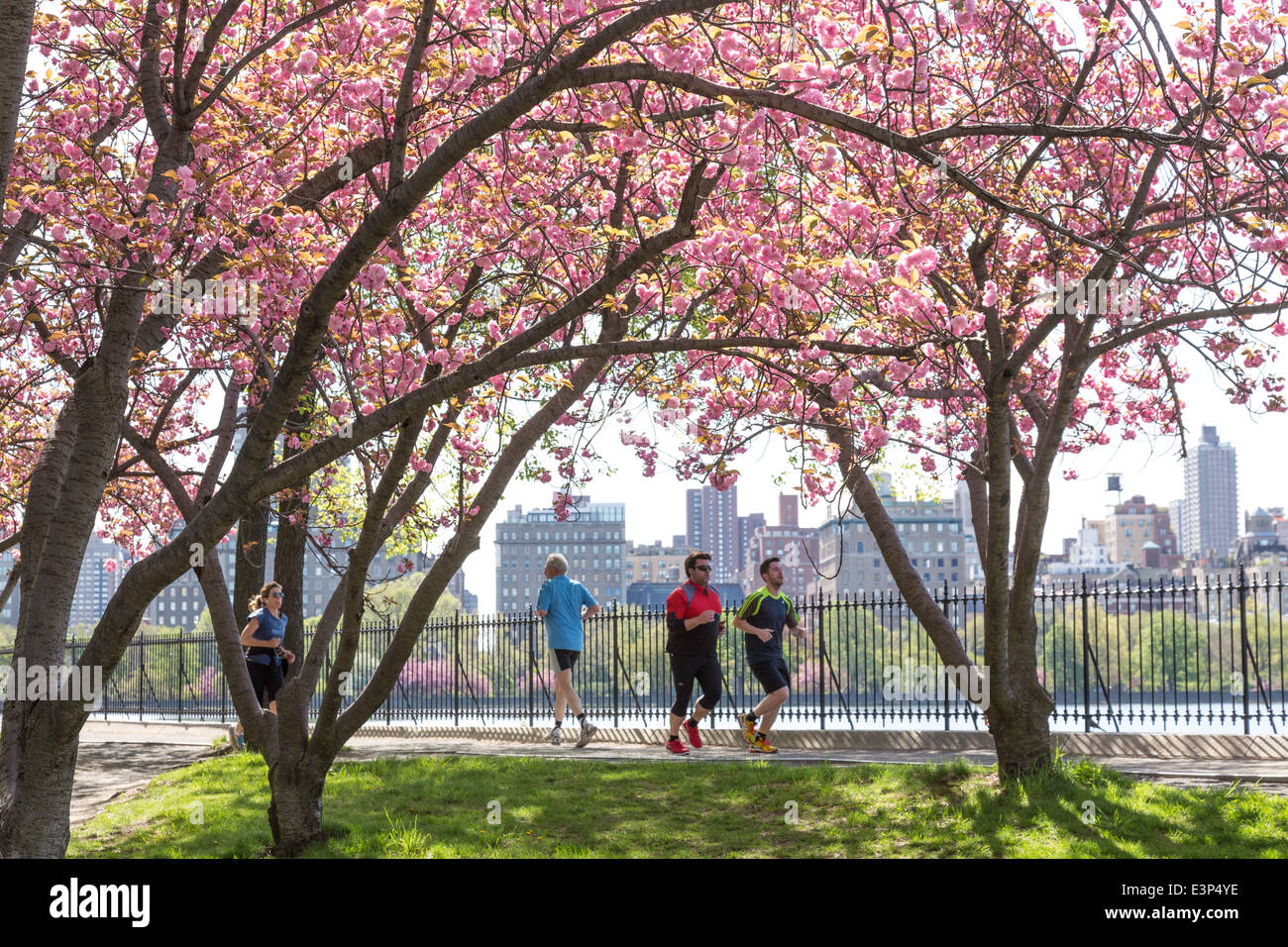 Springtime in Central Park near the Reservoir, NYC, USA Stock Photo - Alamy