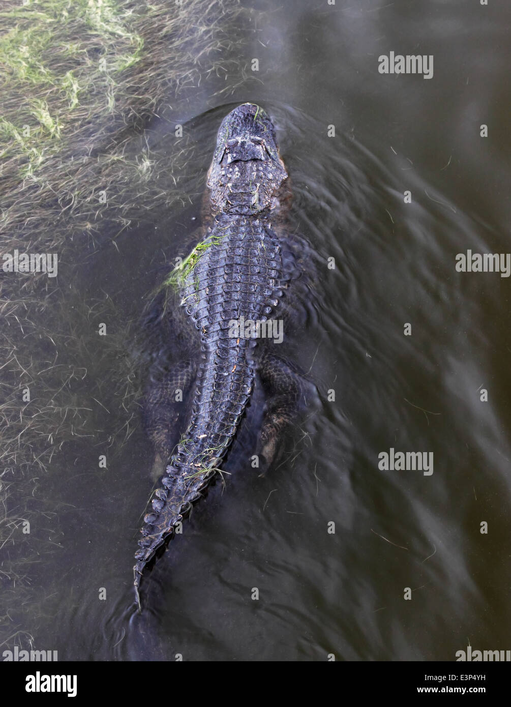 An American Alligator swims along the surface in a coastal marsh Stock ...
