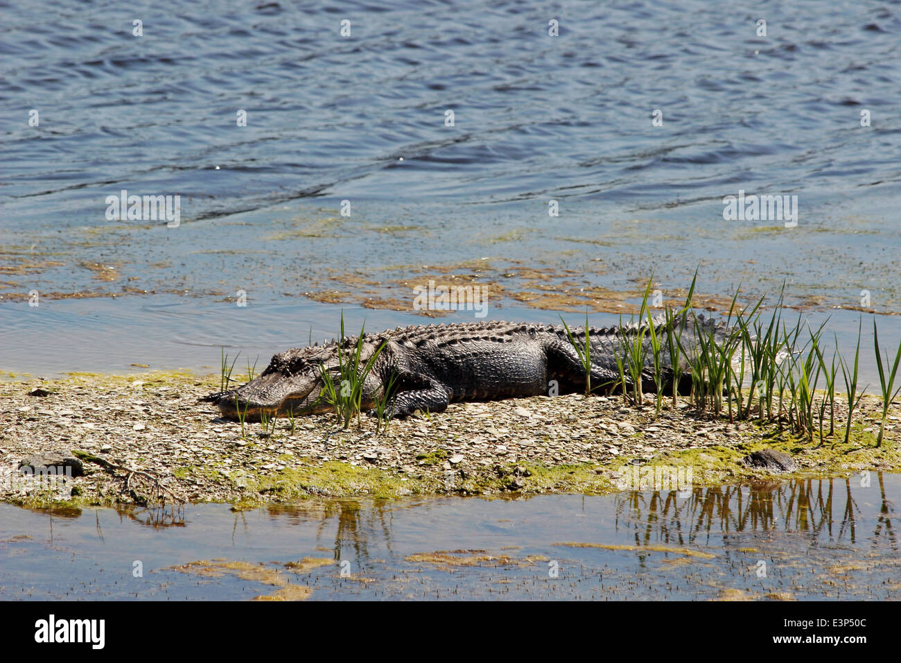 An American Alligator rests on a small shell island in a coastal ...