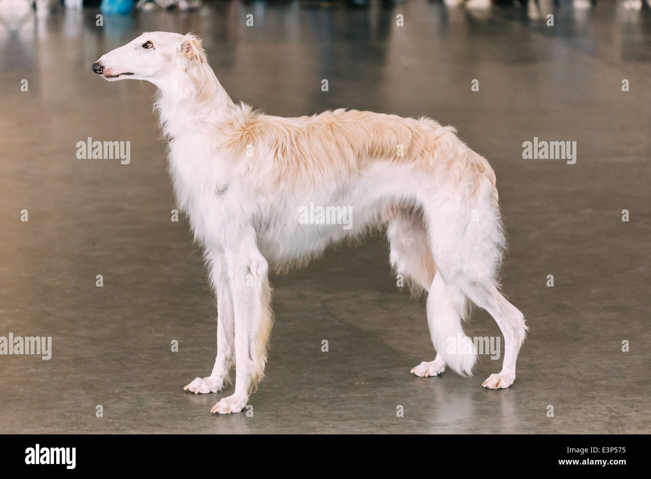 White Dog Russian Borzoi Wolfhound on gray floor indoors Stock Photo ...