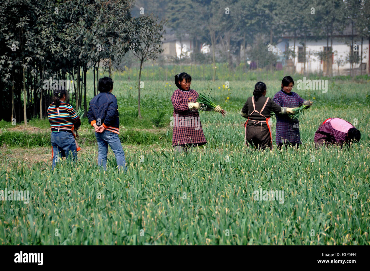 Farmers harvesting hi-res stock photography and images - Alamy