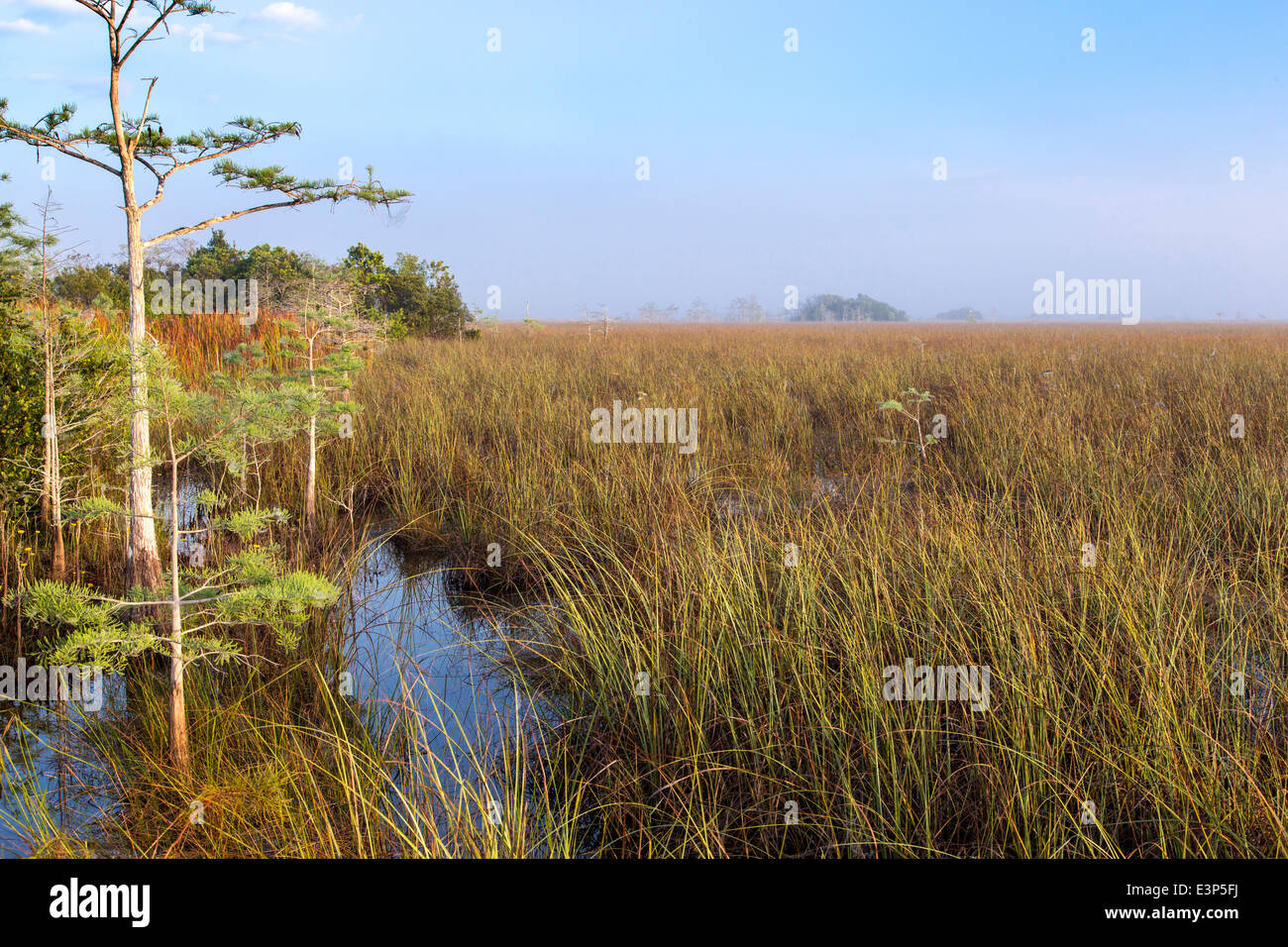 Endless sawgrass highlighted by the sunrise in Everglades National Park ...