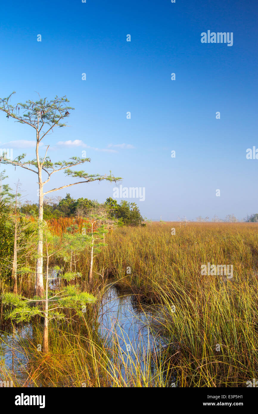 Endless sawgrass highlighted by the sunrise in Everglades National Park ...