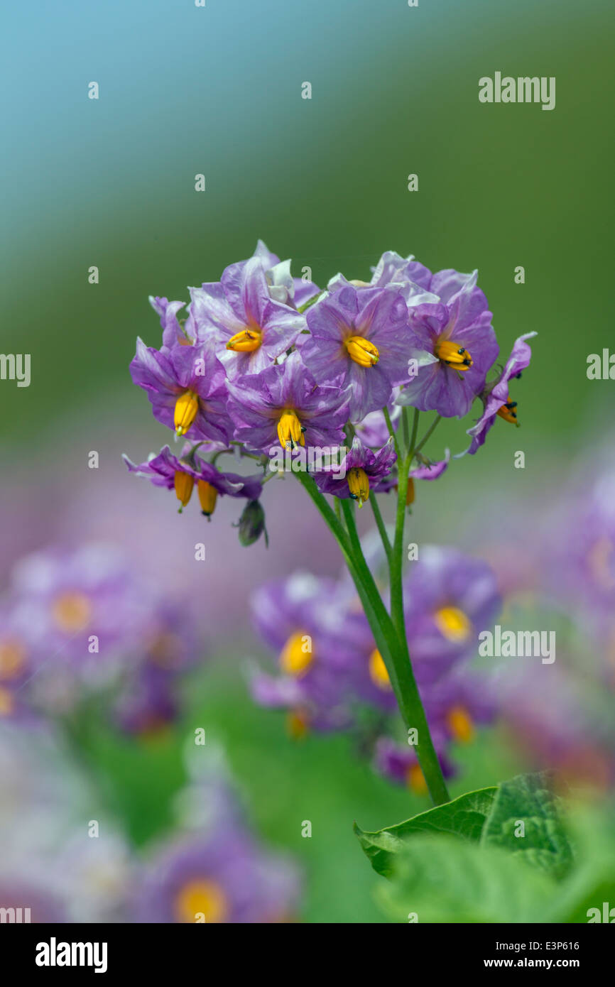 Potato Crop in flower Ringstead Norfolk Stock Photo - Alamy