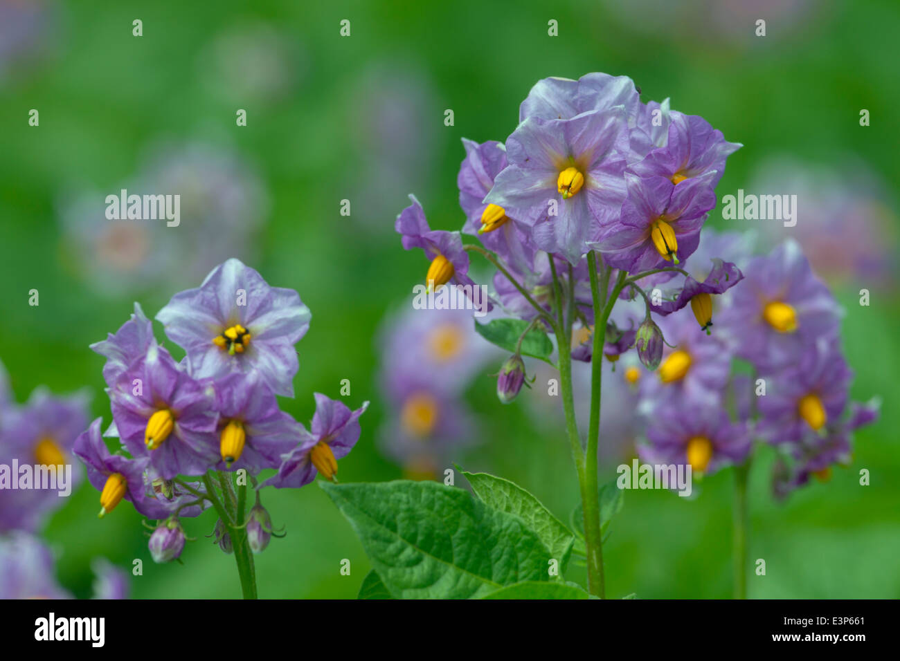 Ringstead, norfolk hi-res stock photography and images - Alamy