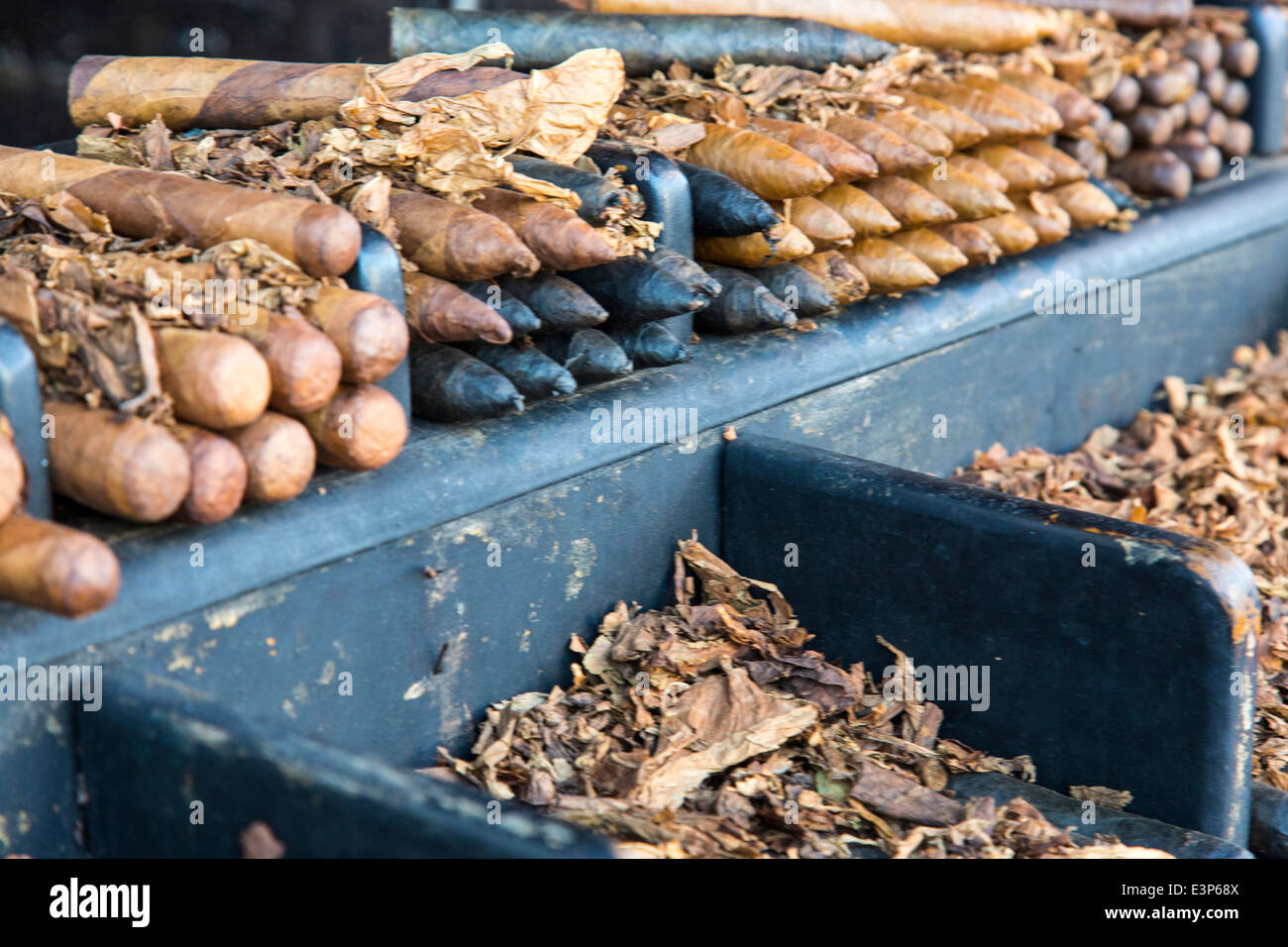 Hand rolled cigars in Key West, Florida, USA Stock Photo - Alamy