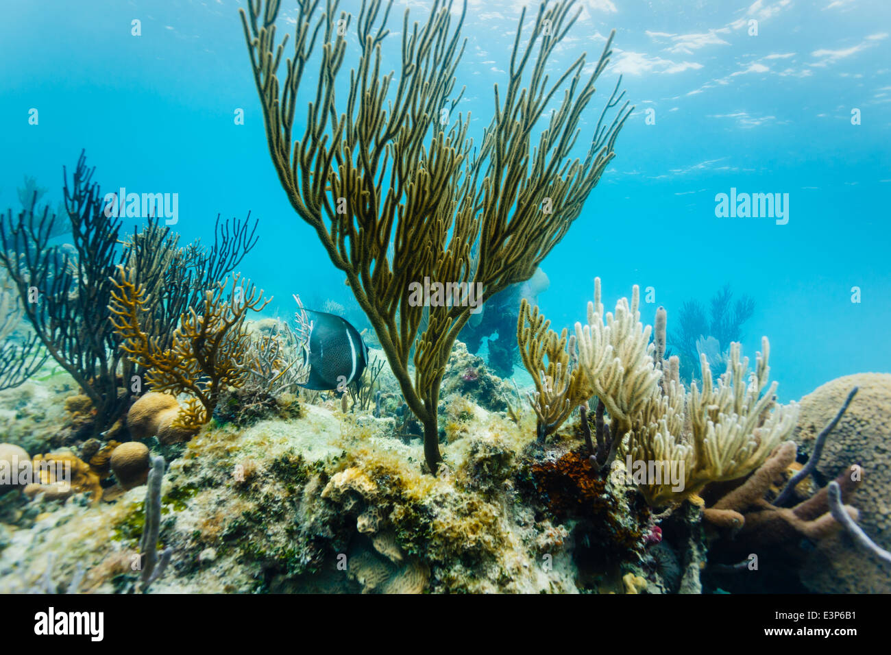 Coral closeup view hi-res stock photography and images - Alamy