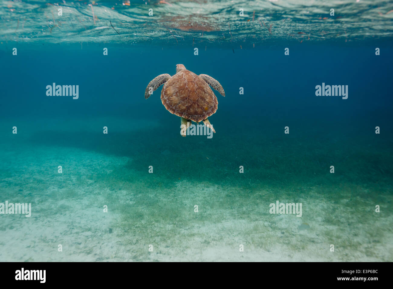 Pretty back of a green sea turtle swimming along coral reef sea bed in ...