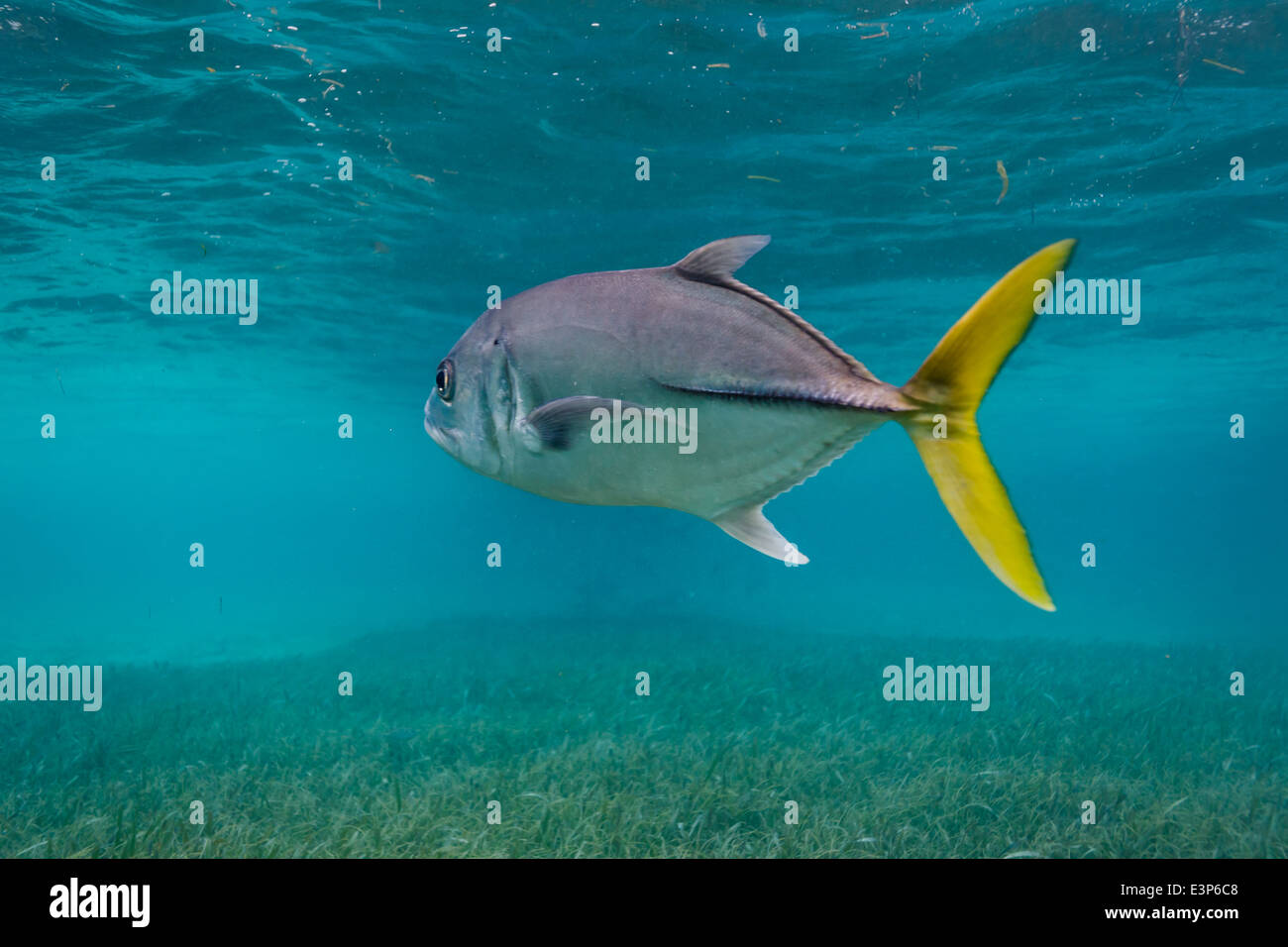 Close up of silver horse eye jack fish with yellow tail,Caranx latus ...
