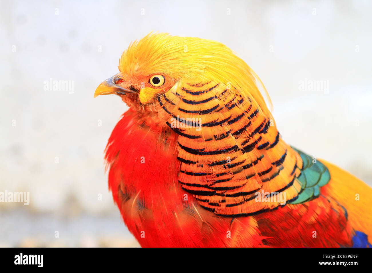 Golden Pheasant (Chrysolophus pictus) in China Stock Photo - Alamy