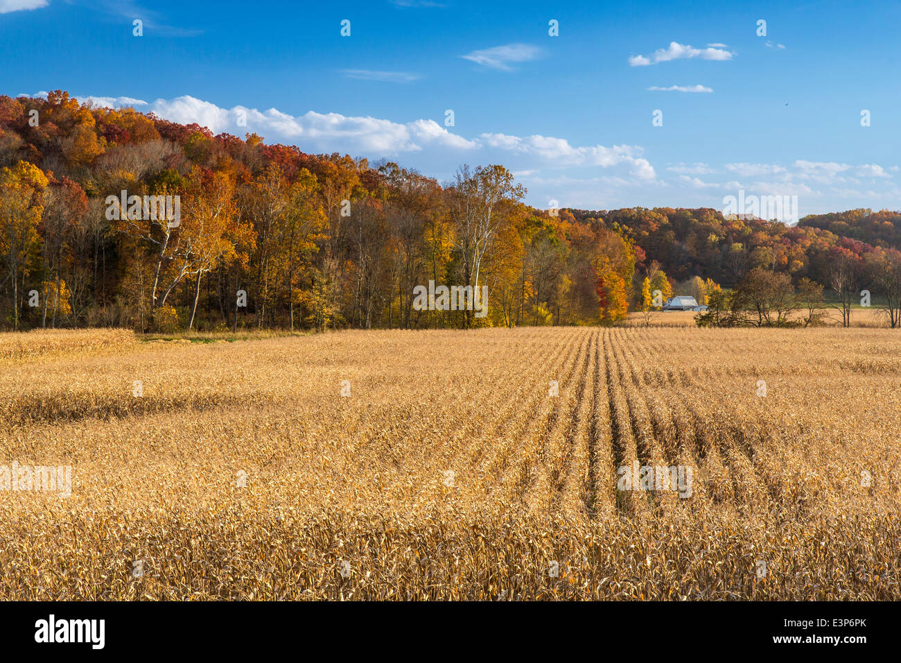 Ripe Cornfield and barn in Brown County, Indiana, USA Stock Photo - Alamy