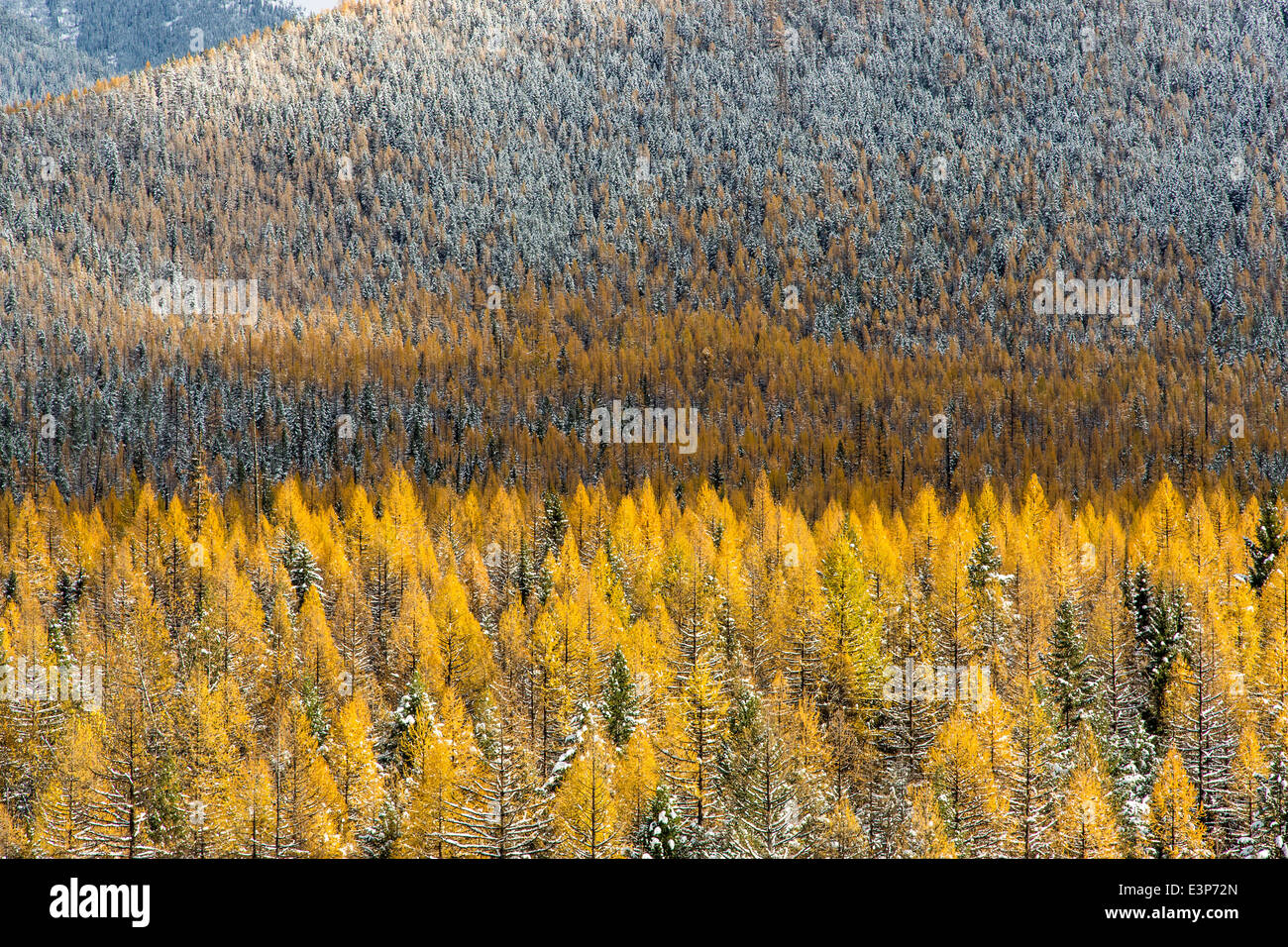 Autumn larch trees with fresh snowfall in Glacier National Park ...