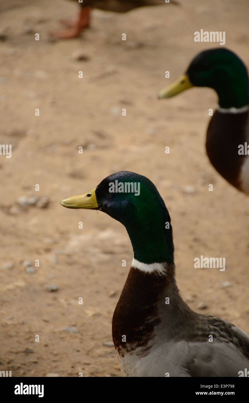 Duck portrait at Nottingham white water center Stock Photo - Alamy