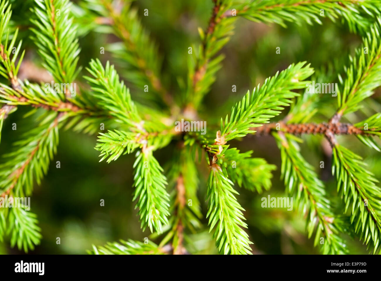Gree texture hi-res stock photography and images - Alamy