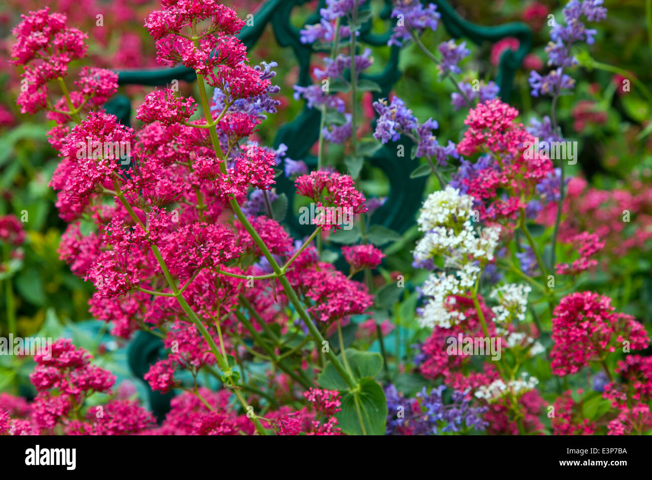Red Valerian Centranyhus ruber and Catmint Nepeta mussinii garden still ...