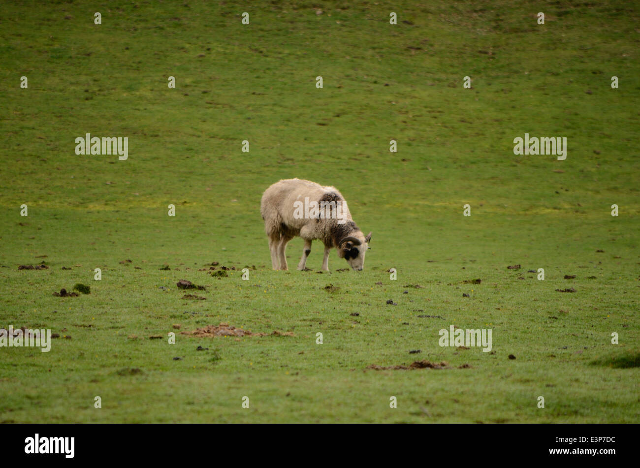 Ram animal hi-res stock photography and images - Alamy