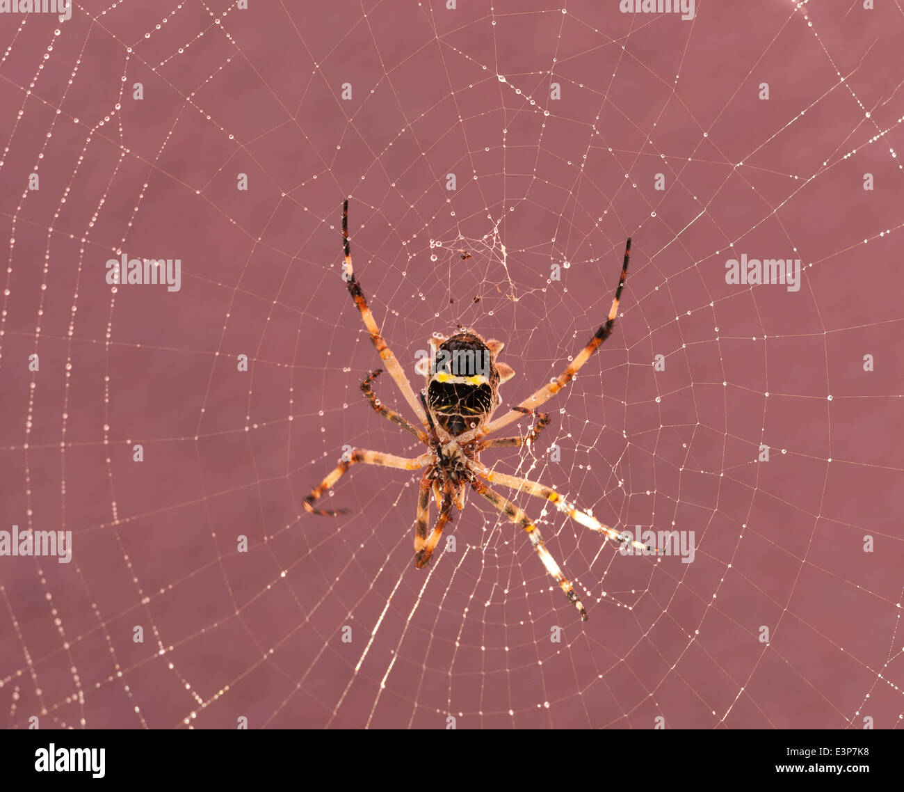 Spider on the cobweb hi-res stock photography and images - Alamy