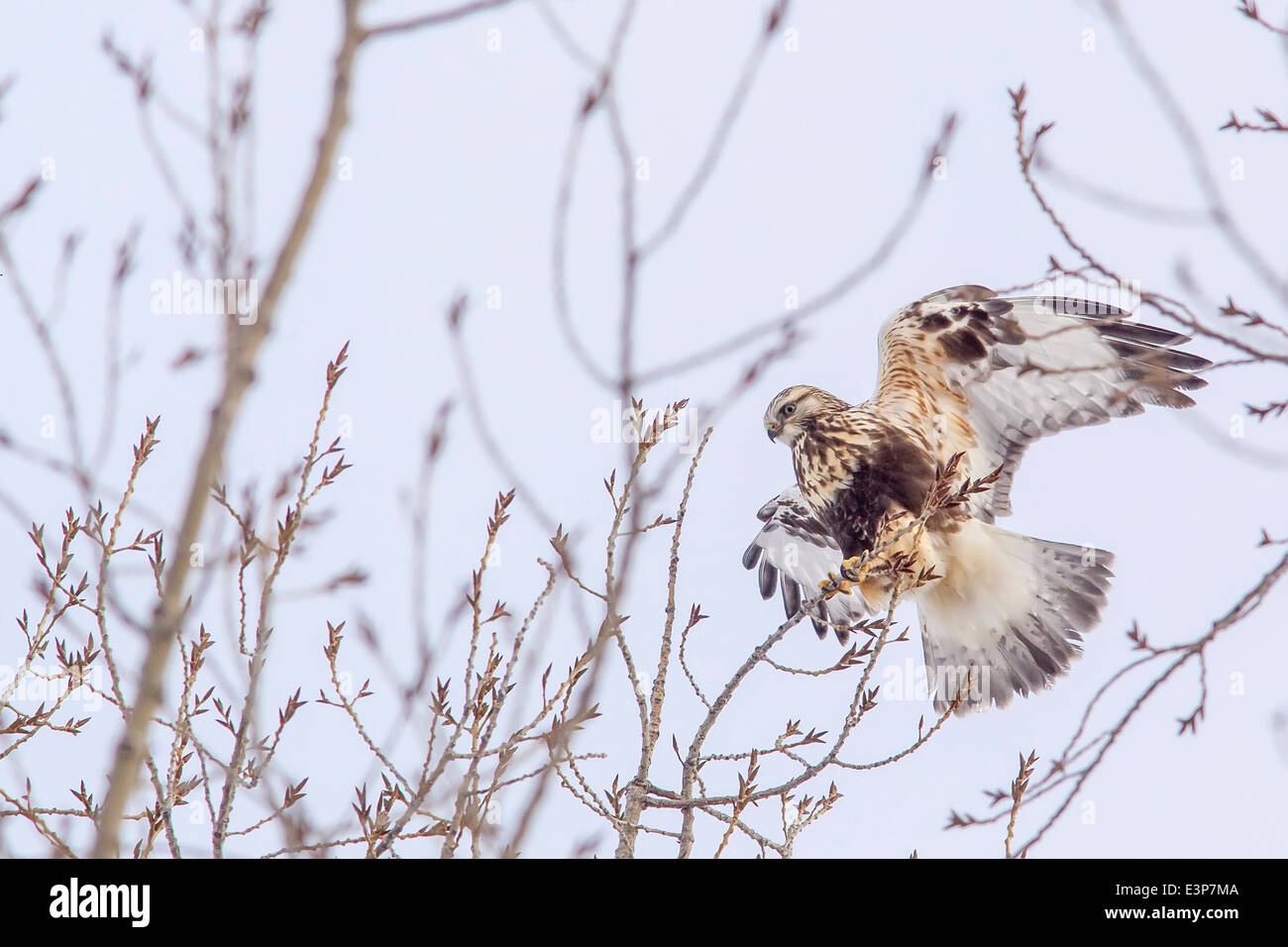 Rough-legged hawk in winter in the Flathead Valley, Montana, USA Stock ...