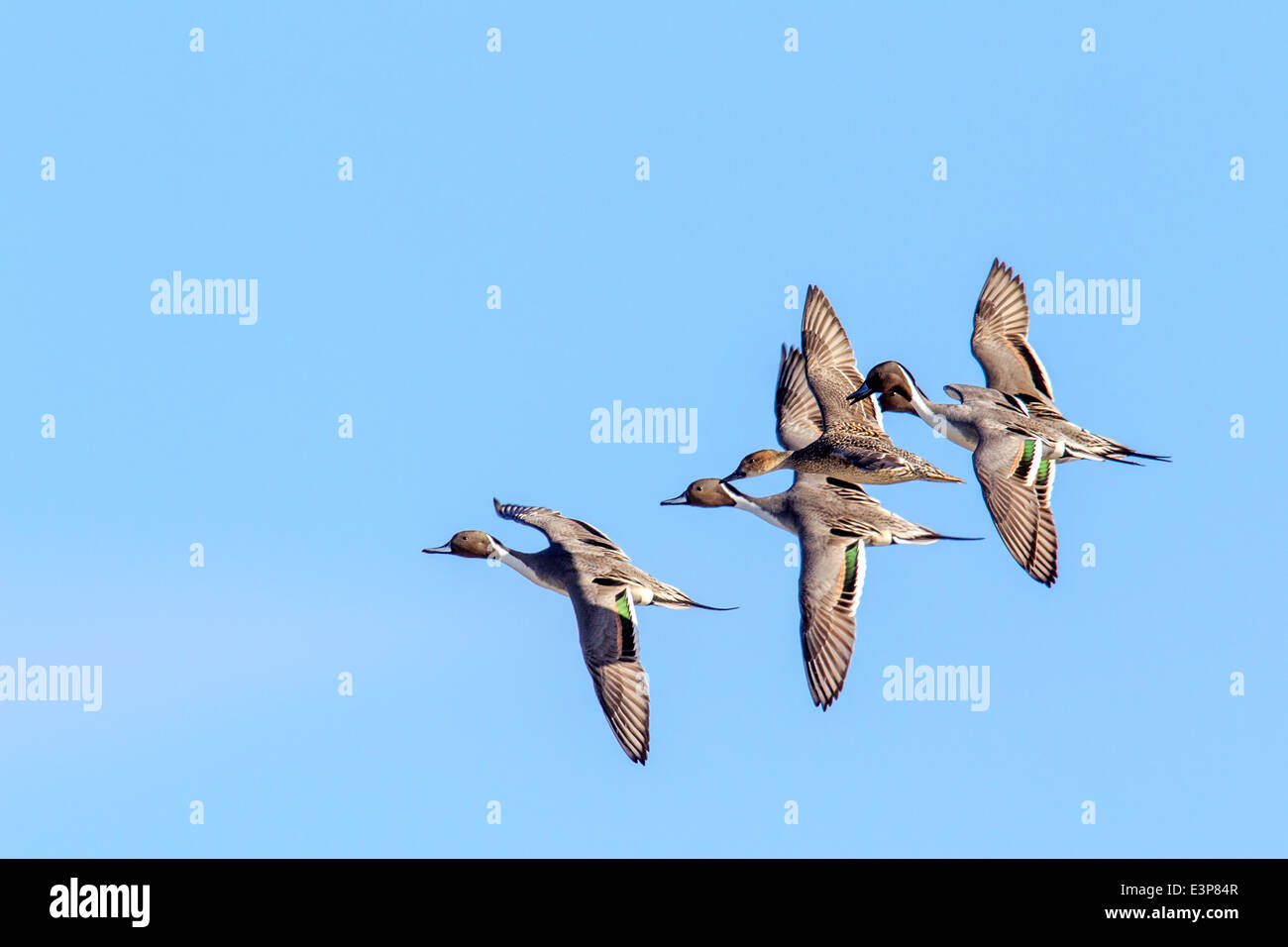 Northern pintail ducks in courtship flight at Freezeout Lake WMA near ...