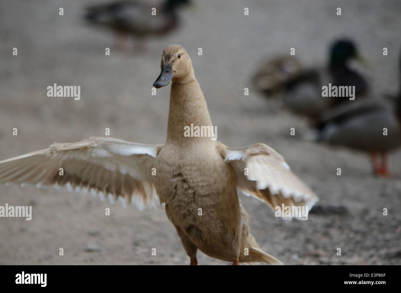duck flapping its wings Stock Photo - Alamy