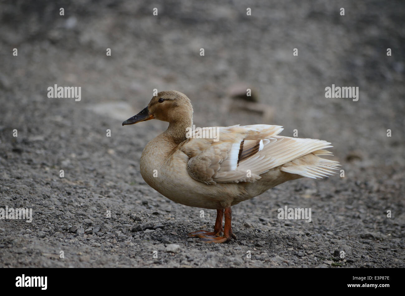 Duck on gravel bank Stock Photo - Alamy