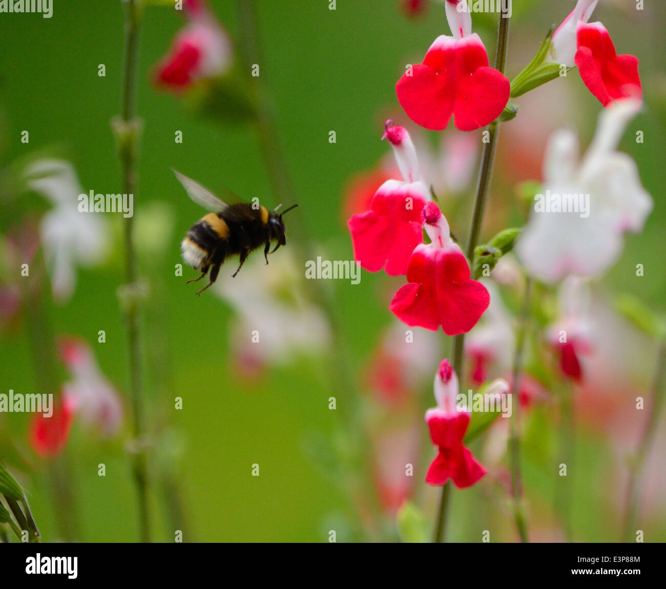 Bee flying to a flower Stock Photo - Alamy